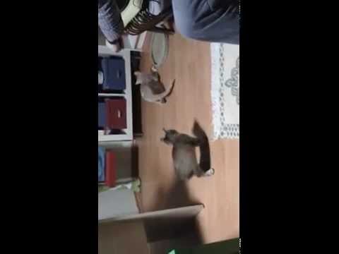 Kedilerin Lazerle Oyunu