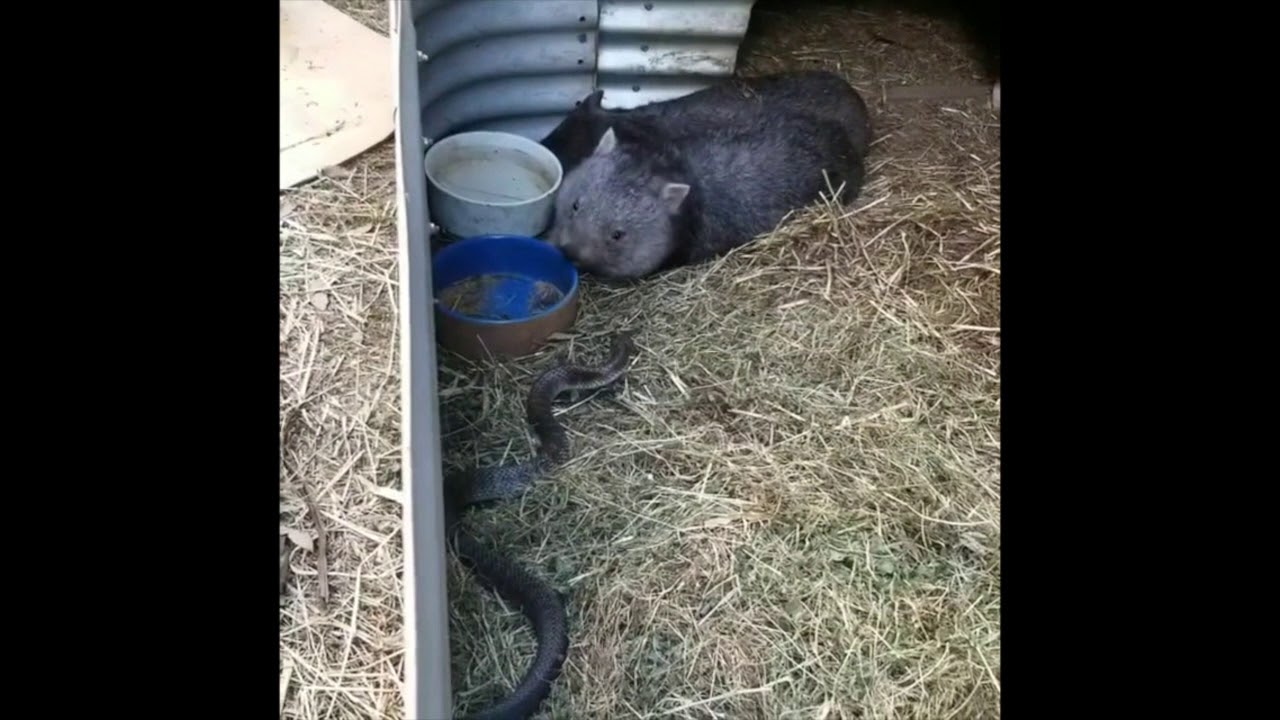 Wombat Avoids Snakebite After Tiger Snake Enters Enclosure - YouTube