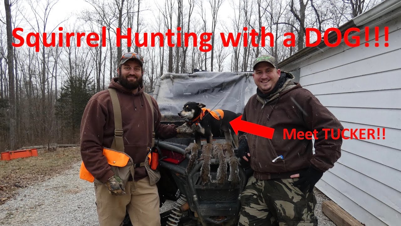 Squirrel Hunting with a Dog - Squirrel Dog - Small Game Hunting - YouTube