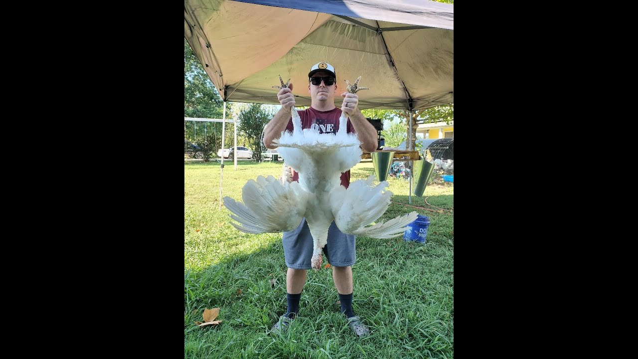 Turkey processing - YouTube