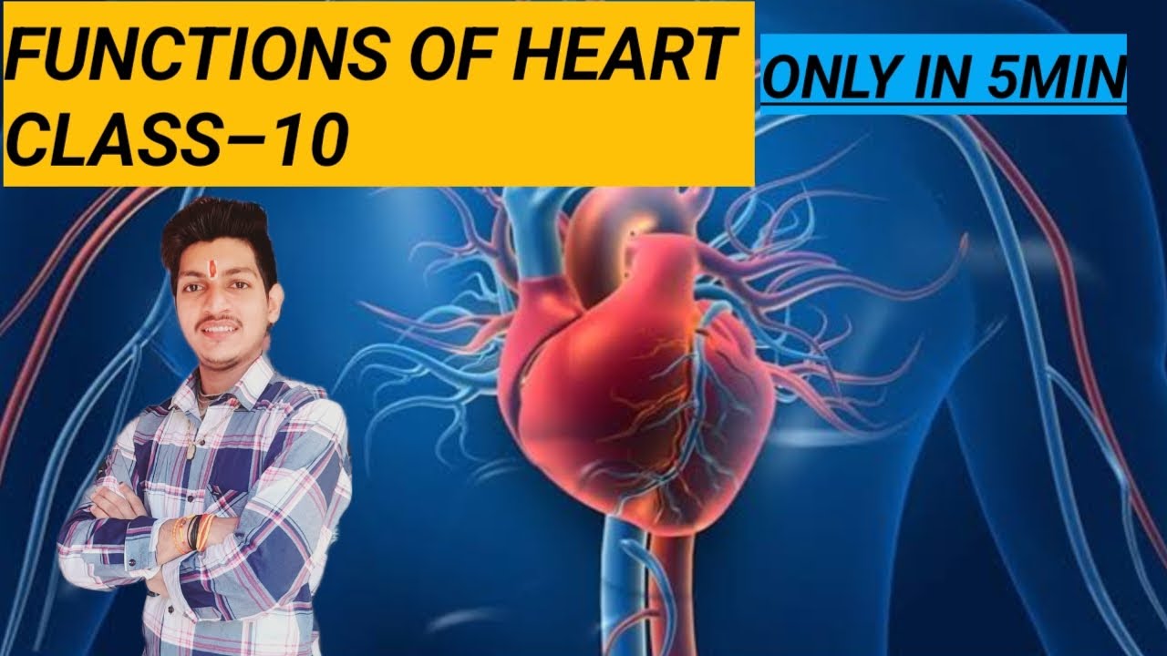 #class10 #FUNCTIONS OF HEART #cbse #science #biology - YouTube