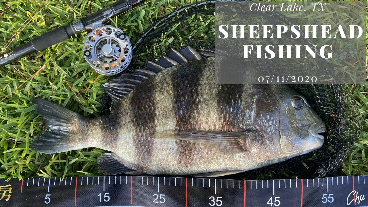 Sheepshead Fishing, Clear Lake, TX - 07112020 (STAR Tournament) - YouTube