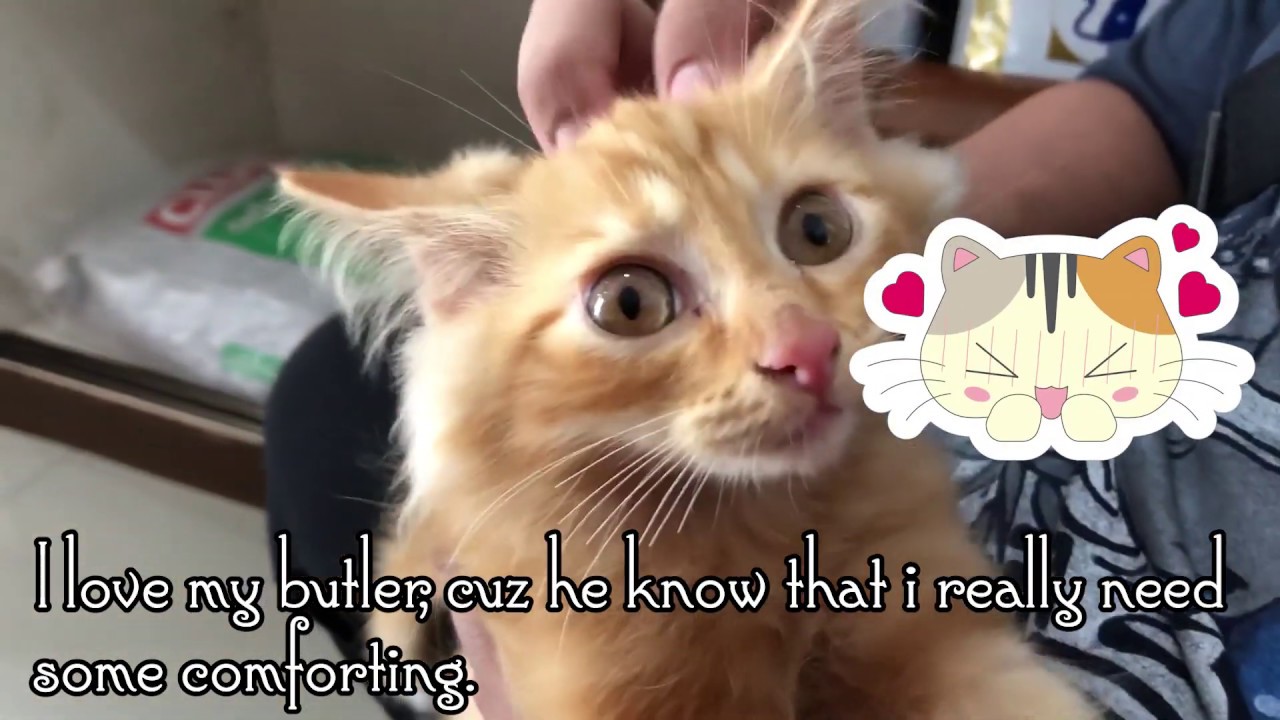 Visiting Vet for the first time | Feechi Cat - YouTube