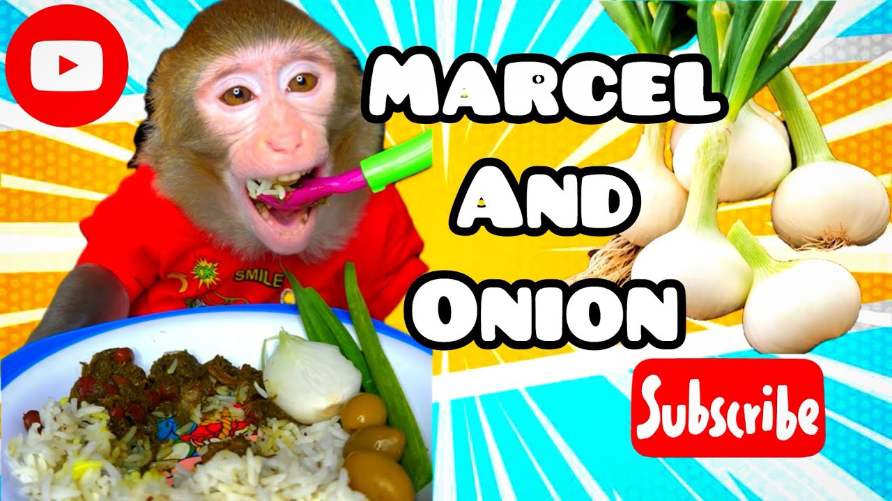 ASMR monkey , funny animal , Marcel and onion - YouTube