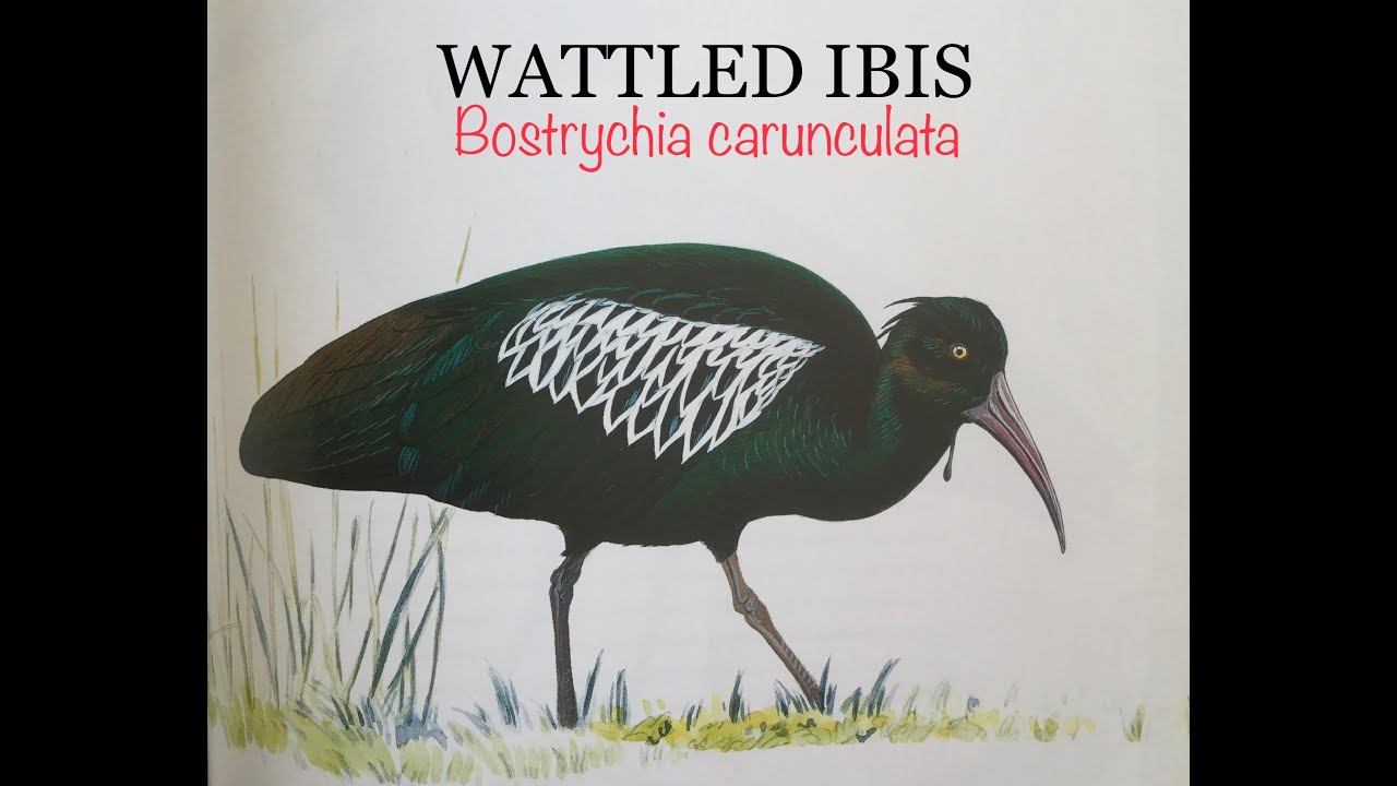 WATTLED IBIS (Bostrychia carunculata) Bird Song - YouTube