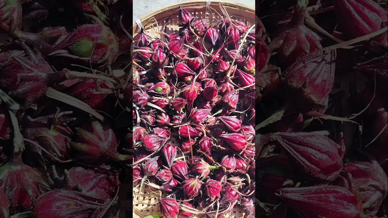 Mesta gwkhai jelly #tenga mora jelly♥️☺️☺️ - YouTube