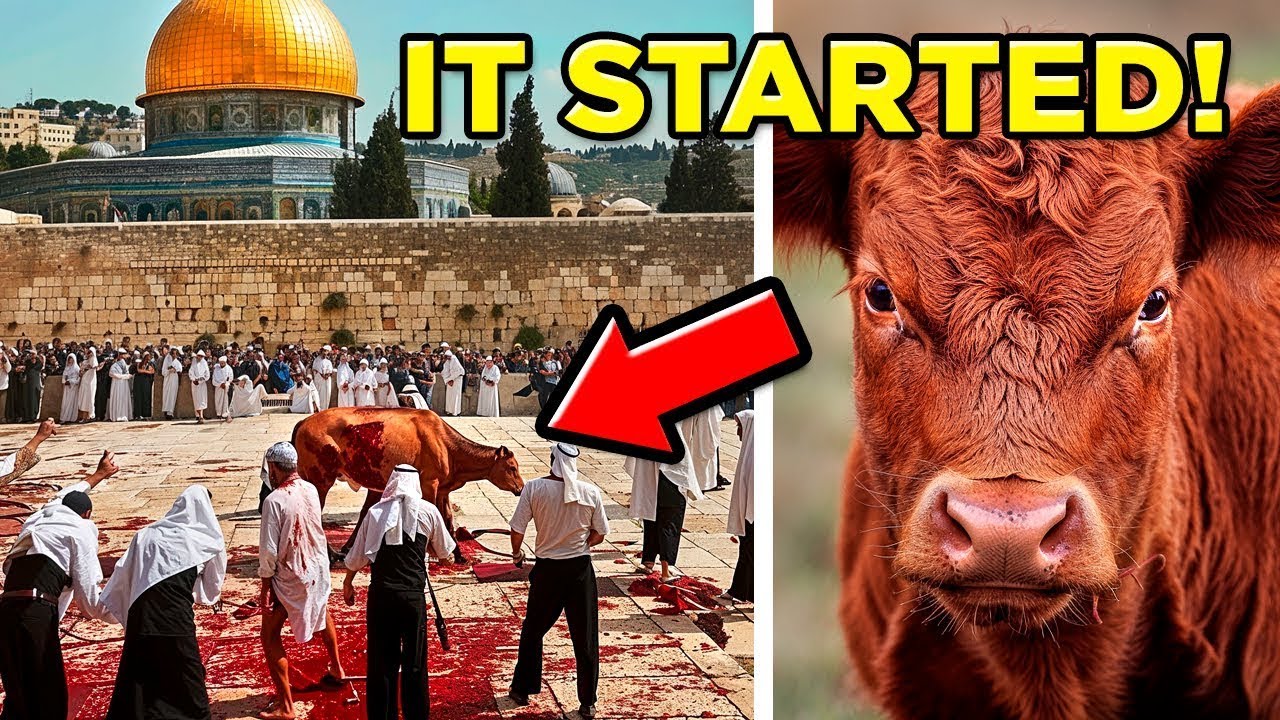IS THE RED HEIFER BEING SACRIFICED IN ISRAEL AFTER 2000 YEARS? - YouTube