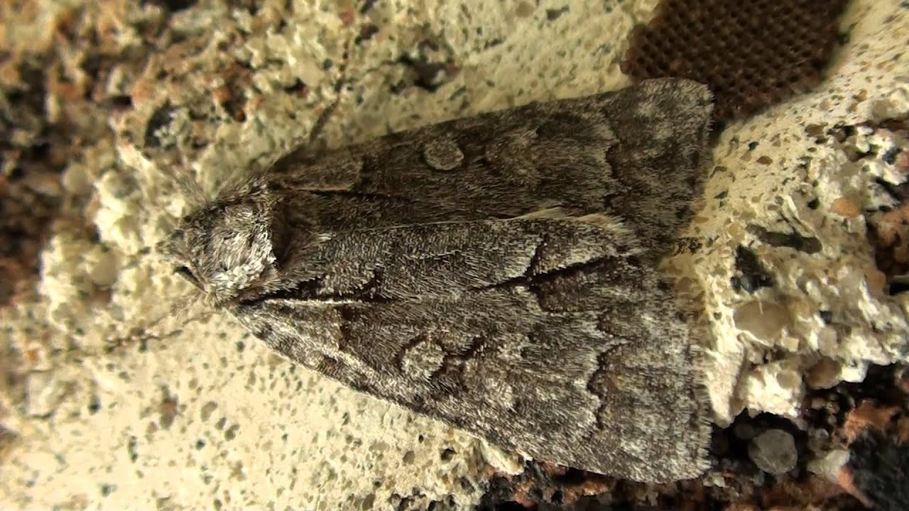 Speared Dagger Moth (Noctuidae: Acronicta hasta?) on Wall - YouTube