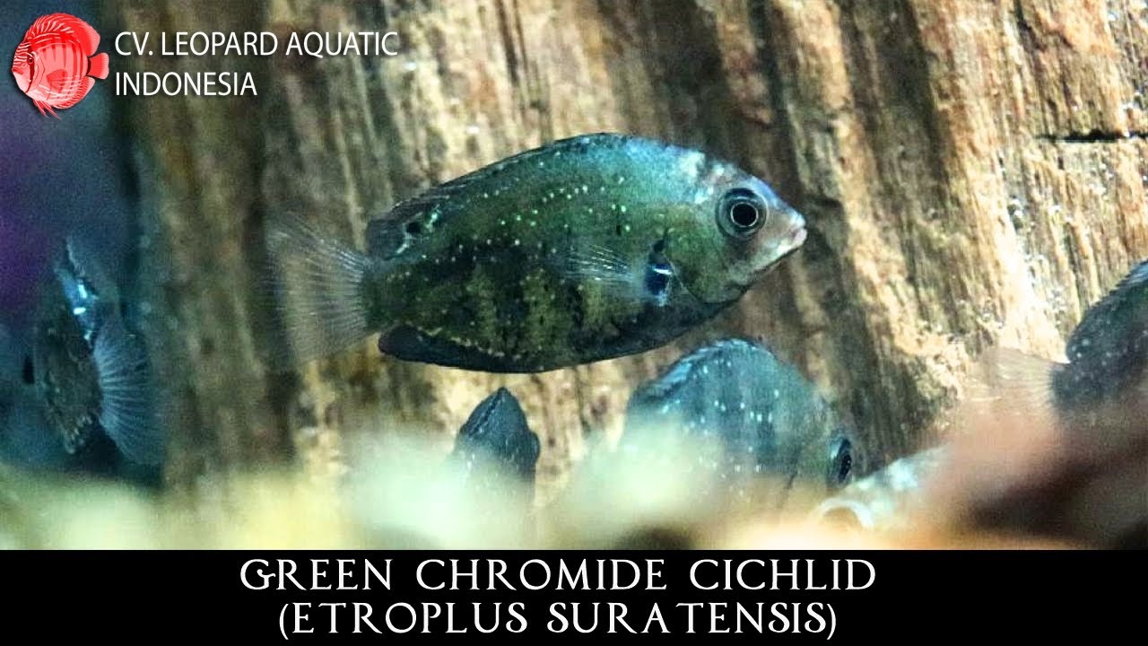 Etroplus suratensis THE SPLENDID GREEN CHROMIDE. (Leopard Aquatic I056A ...