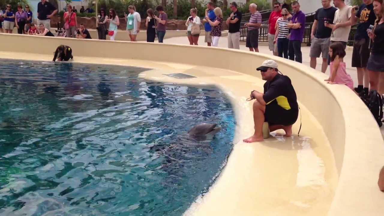 Dolphin Training Session @ The Mirage - YouTube