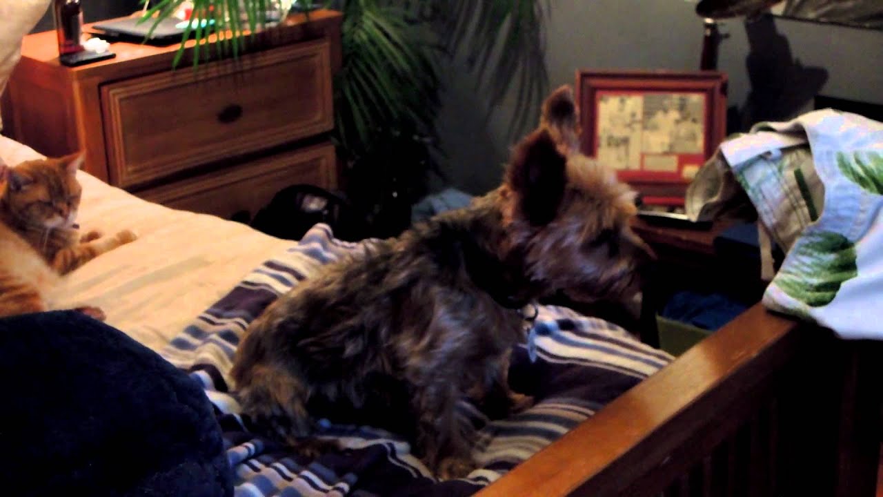 Dog Sings Spongebob Theme Song - YouTube