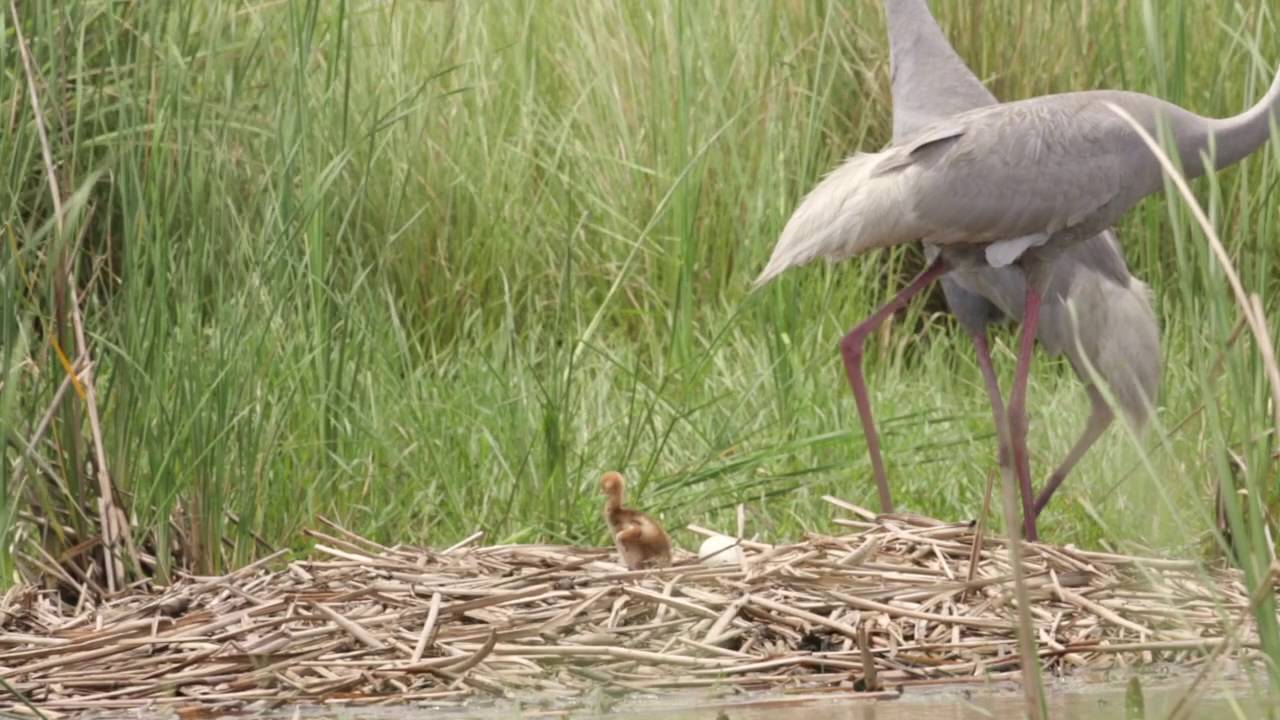 Sarus Crane Nesting - YouTube