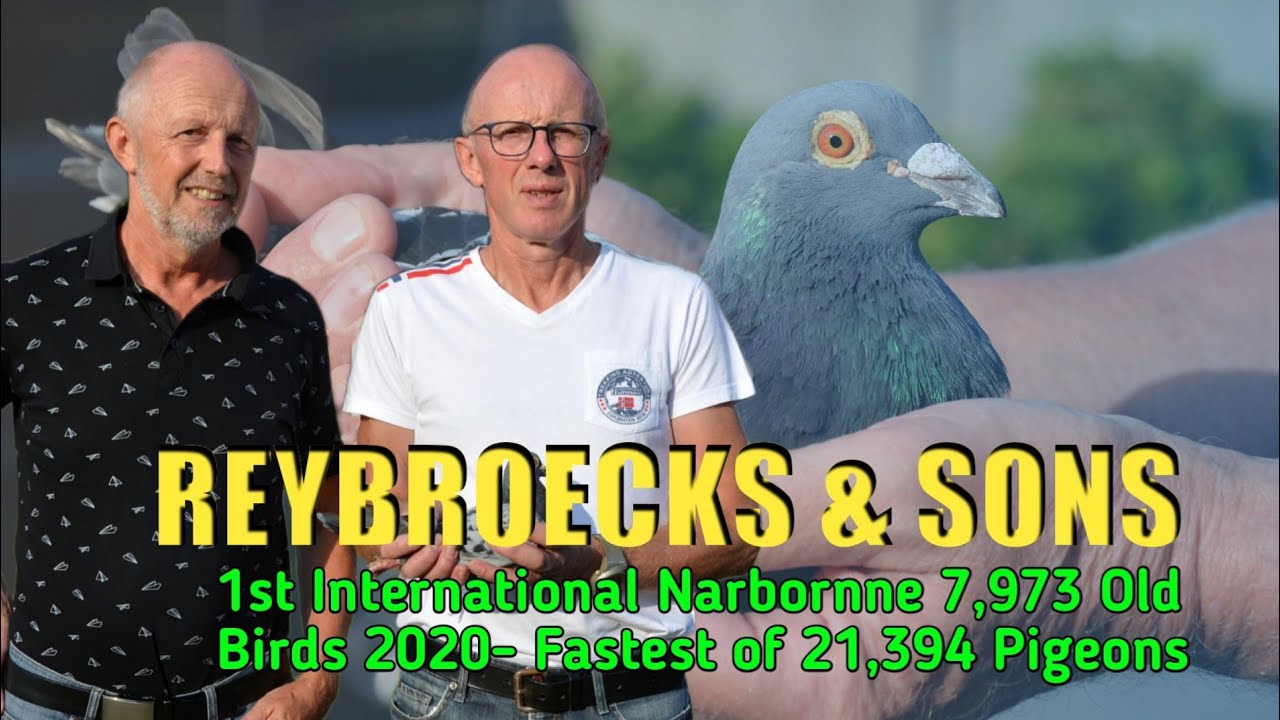 King in “De Maagd Van Gent” ROGER REYBROECK & SONS - 1st International ...