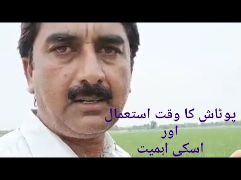 Importance of potash /how to use potash in rice crop?benefits of potash ...