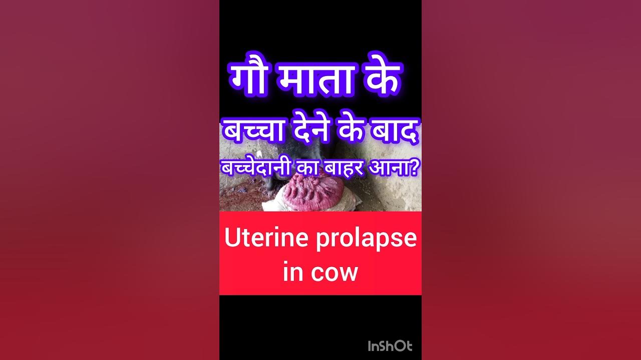 Uterine prolapse in cow#youtubeshorts@VetSurgery@DrShankerVetVirtualClasses@Drkirtivikramsingh ...