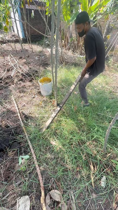 Teknik Panen Singkong dengan Mudah - YouTube