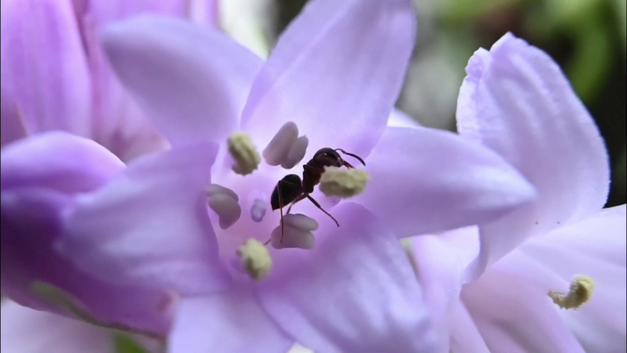 The Dancing Ant - YouTube