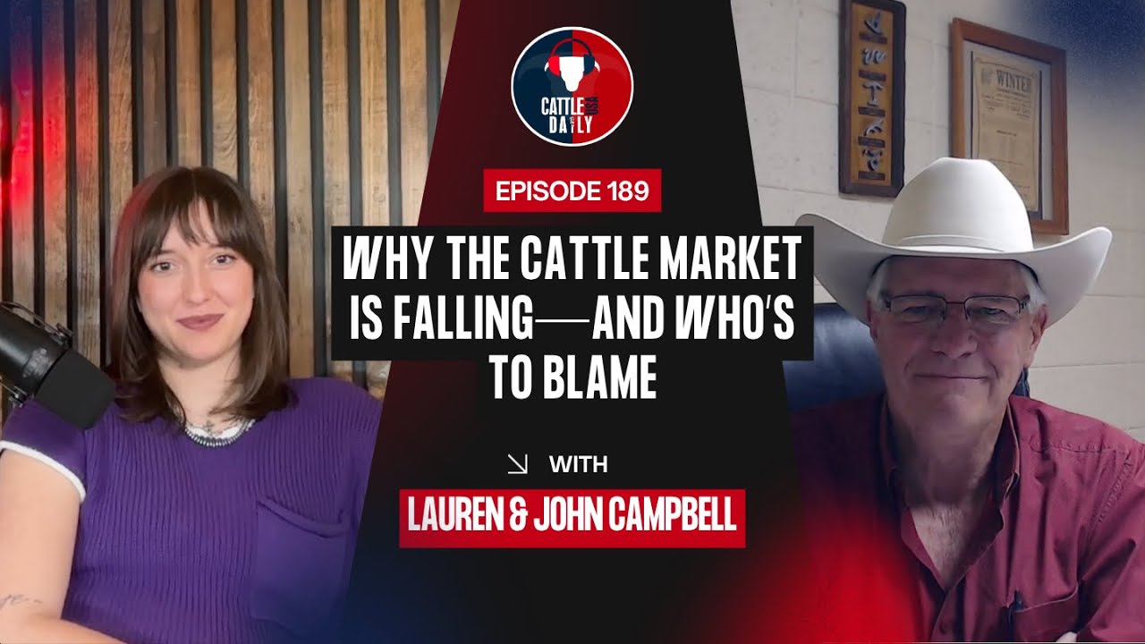 189: Why the Cattle Market Is Falling—and Who’s to Blame with John ...