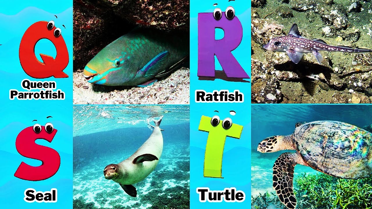 ABC - Alphabet Song - ABC Song - Collection - 2024 #1392 - YouTube