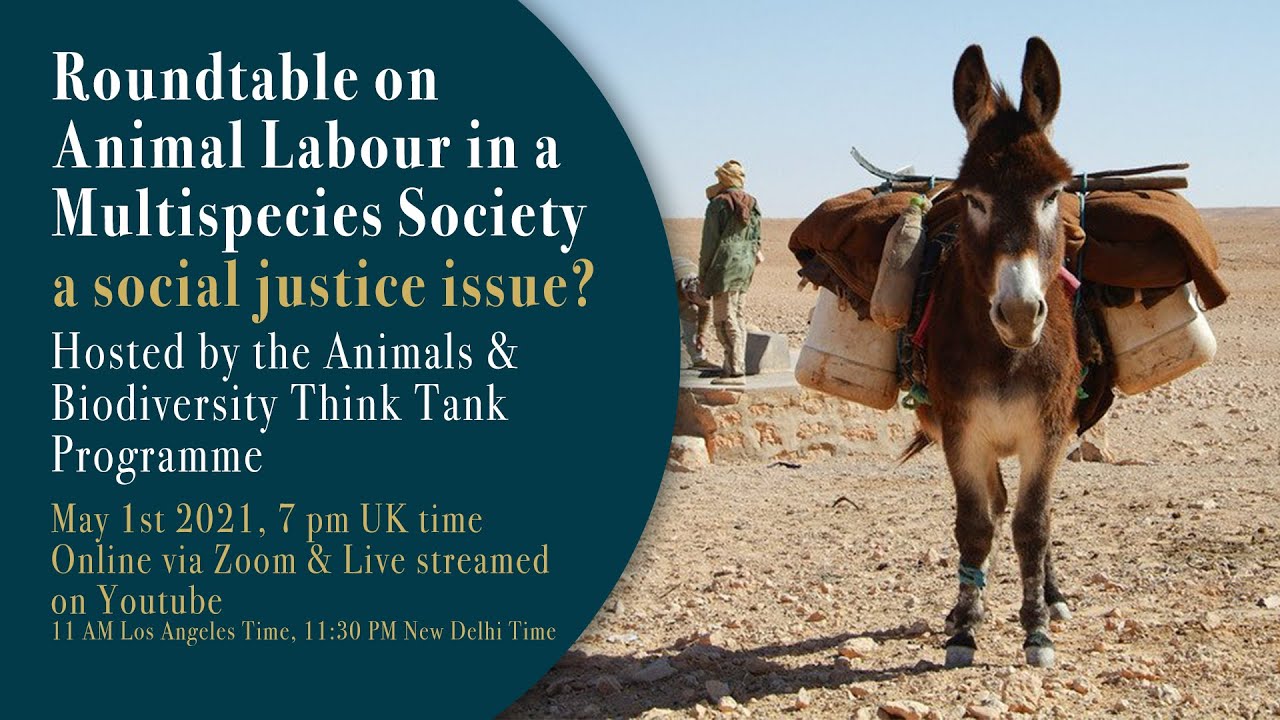 Roundtable on Animal Labour in a Multispecies Society: a social justice ...