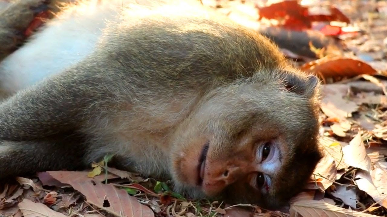 Sadness monkey Royce got traffic accident - YouTube
