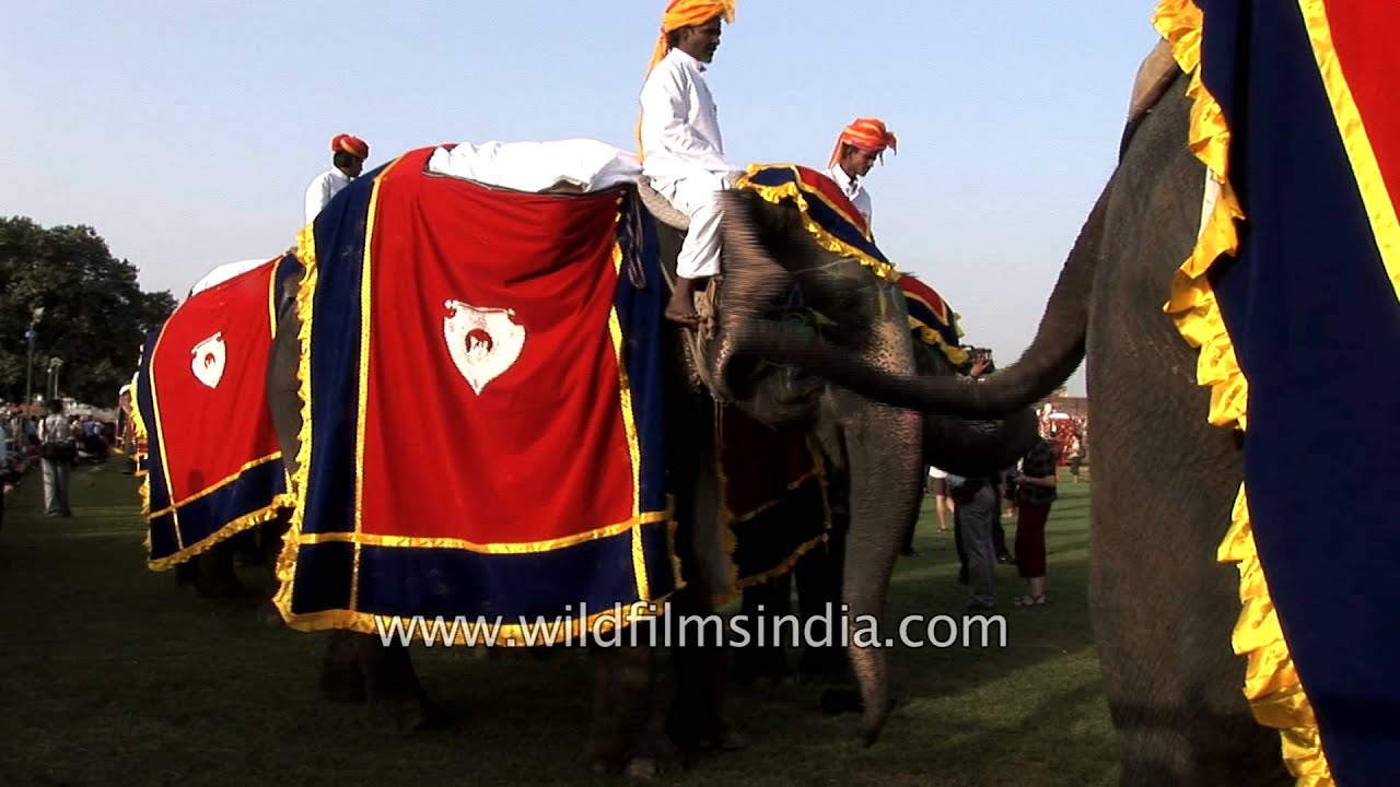 Decorated bullock cart and elephants at the procession, Jaipur - YouTube