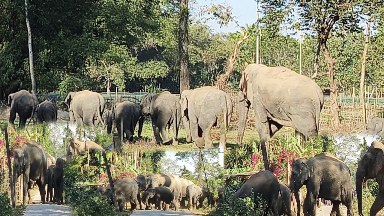 Wild Elephants Enter Village Road | Real Jungle Life Capture ...