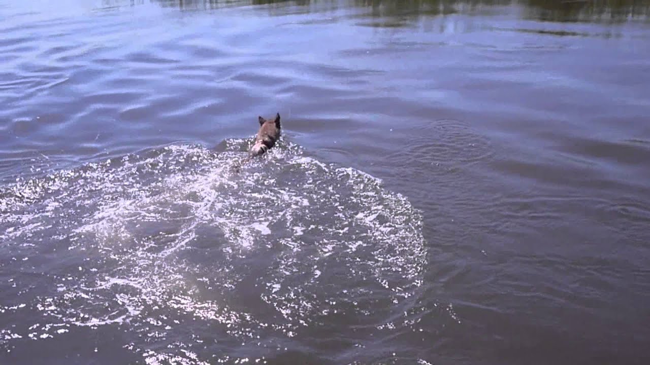 HUSKY GOES FISHING! - YouTube
