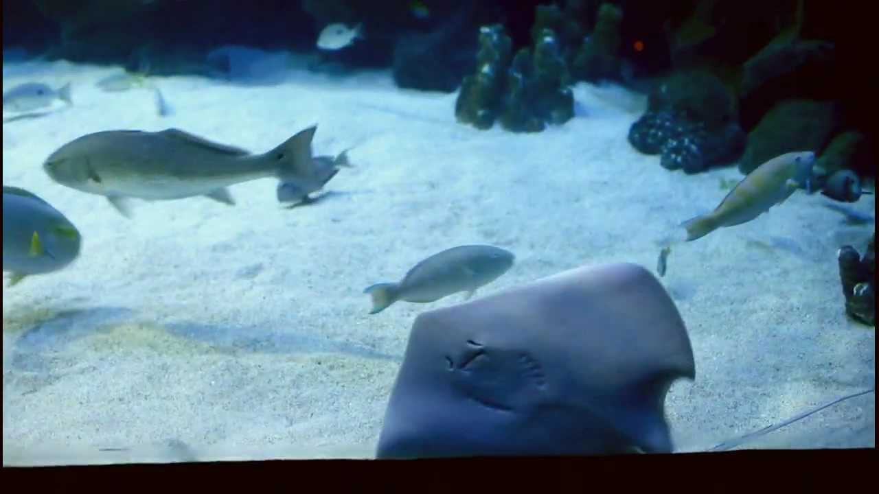 funny stingray :) - YouTube