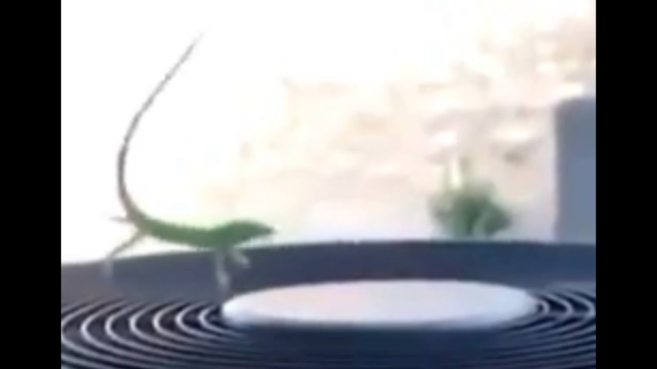 wolves lizard - YouTube