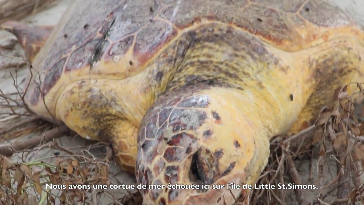 Autopsie d'une tortue/ Autopsy of a turtle Little St.Simon Island - YouTube