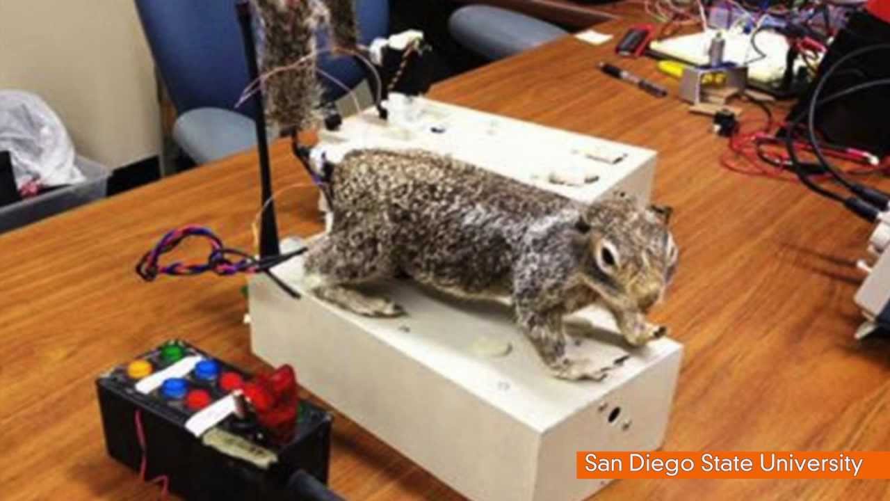 Government-Funded Robotic Squirrel Survives Sequester - YouTube
