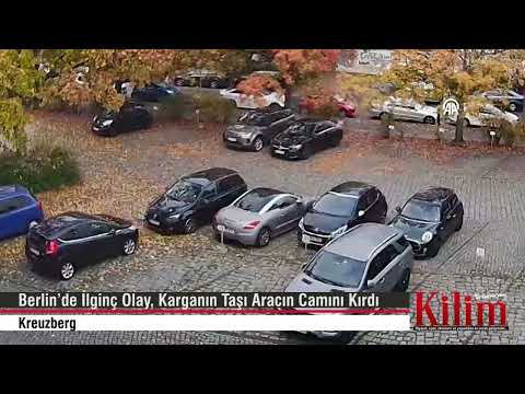 Berlin’de İlginç Olay, Karganın Taşı Aracın Camını Kırdı
