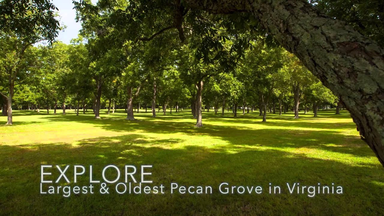 Richard Bland College Pecan Tree Grove - YouTube