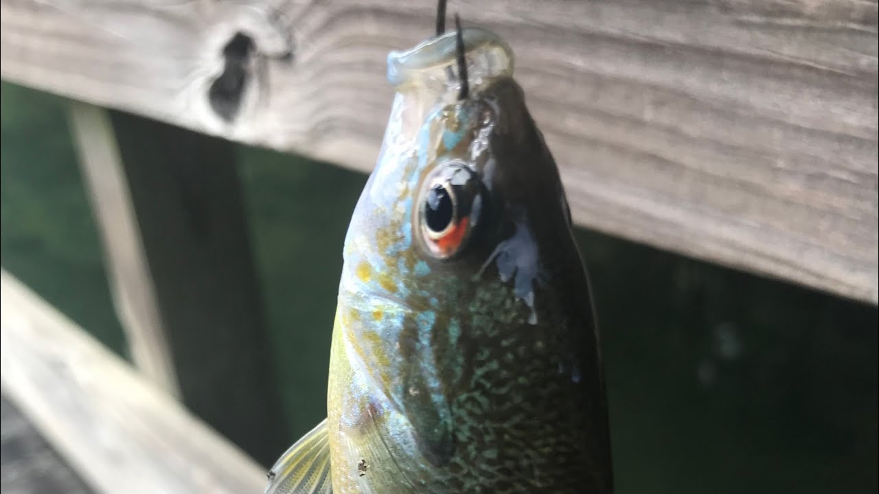 Catching a blue gill - YouTube