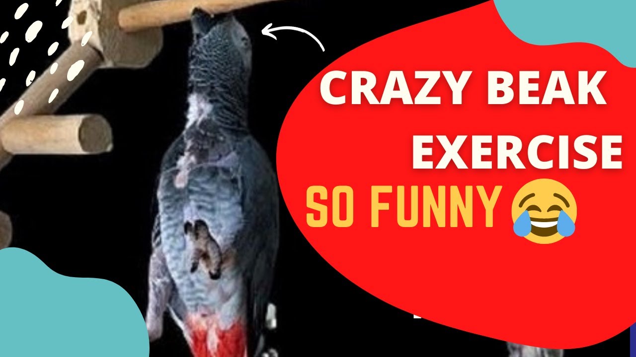 🟡CRAZY SMART PARROT GROWLING SCREAMING PLAYING| BEST FUNNY VIDEO 2021 # ...