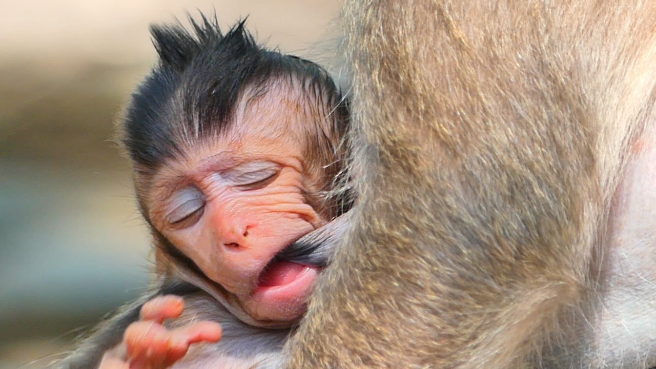 SO ADORABLE BABY JETT FAST TO DRINK SWEET MILK MOMMY. - YouTube