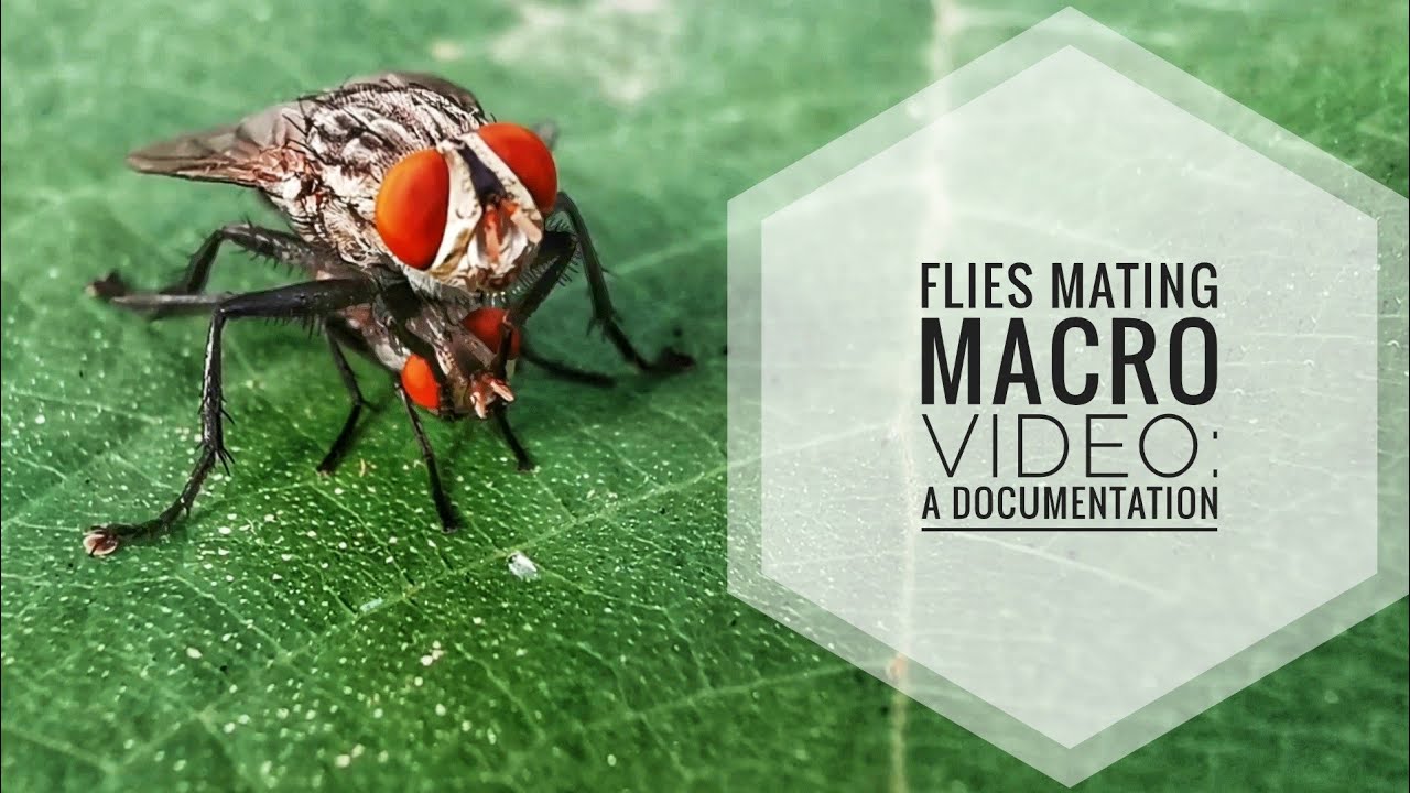 Flies Mating Macro Video: A Documentation | Beautiful Flowers - YouTube