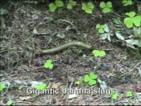 Giant Trees and Slugs: Olympic National Park Xperience - YouTube