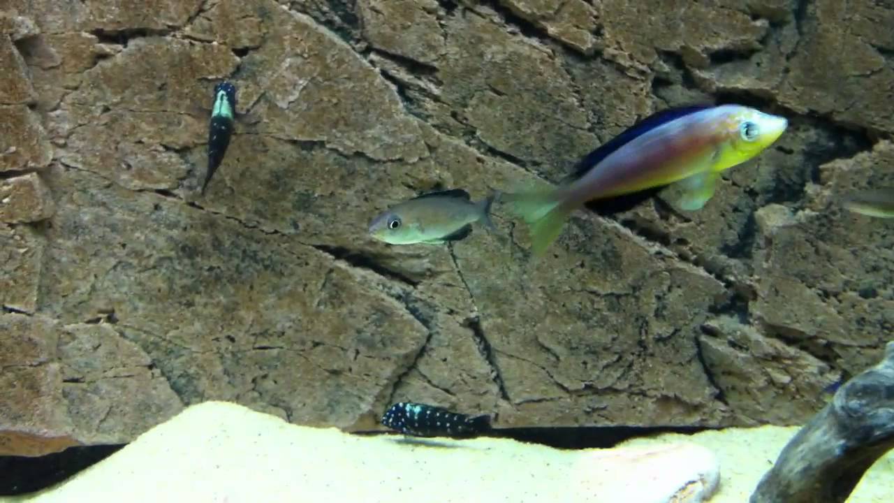 Cyprichromis microlepidotus Karilani courtship - PISCES - YouTube