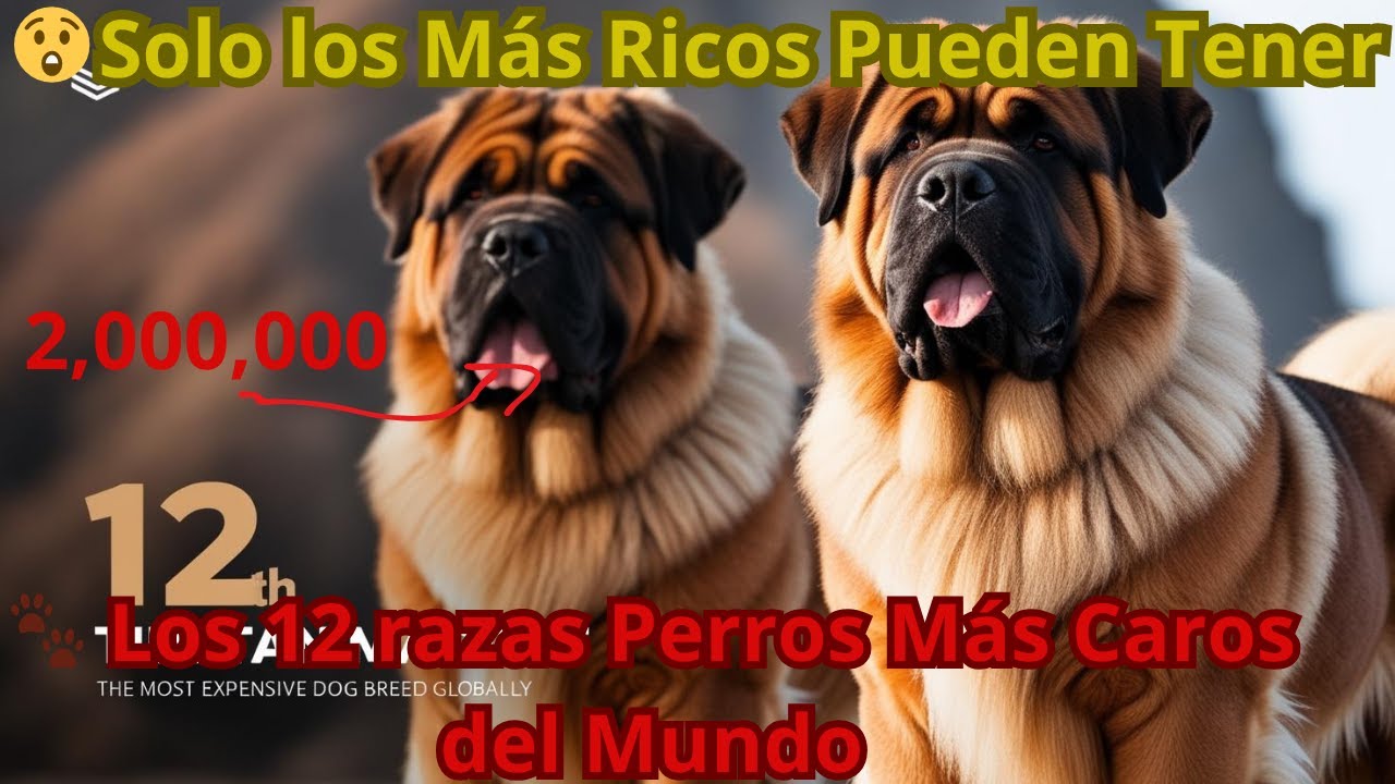 "Las 12 Razas Perros Más Caros del Mundo - YouTube