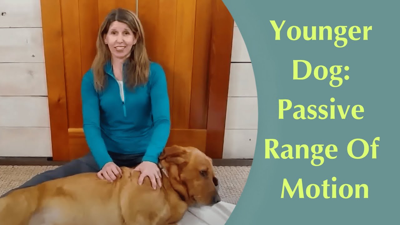 Canine Passive Range of Motion- Younger Dog - YouTube