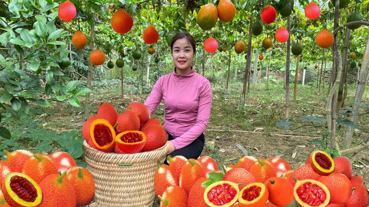 Harvesting ripe red gac go to market to sell - gardening - farm life ...