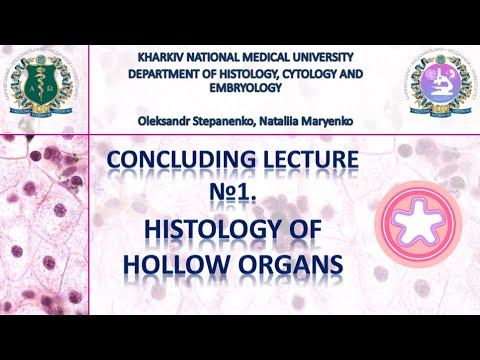 Histology of hollow organs - YouTube