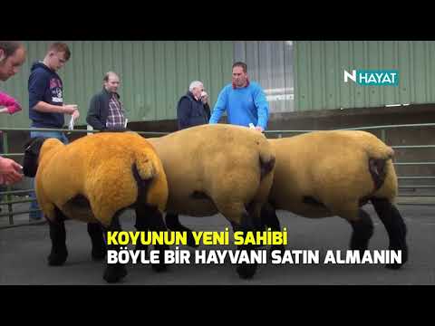 N Hayat... İşte 62 bin TL'lik koyun