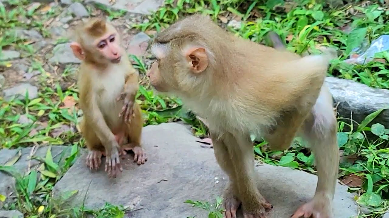 Cute baby Niko can play with Lila & he scare a little - YouTube