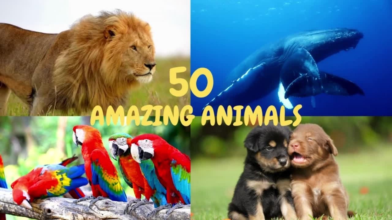Animal Names for Kids to Learn 50 Animals Names in Basic English # ...