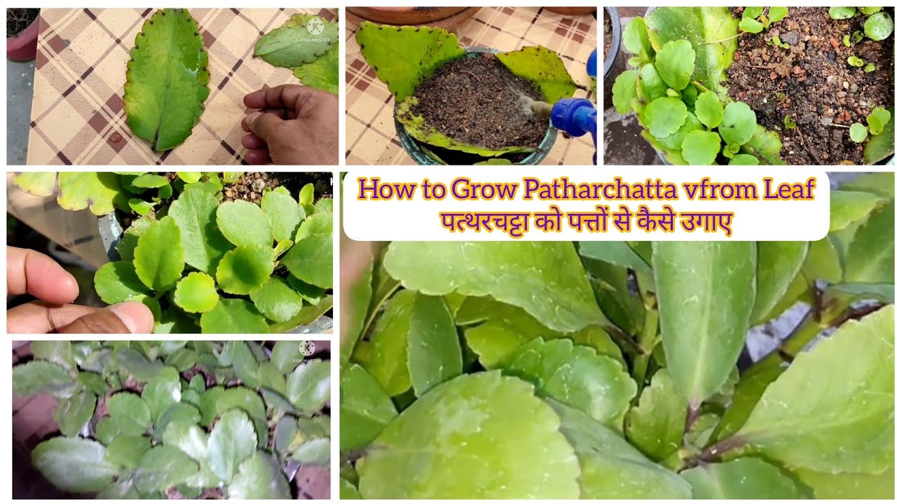 How to grow Patharchatta or Kalnchoe pinnata from Leaf #garden # ...