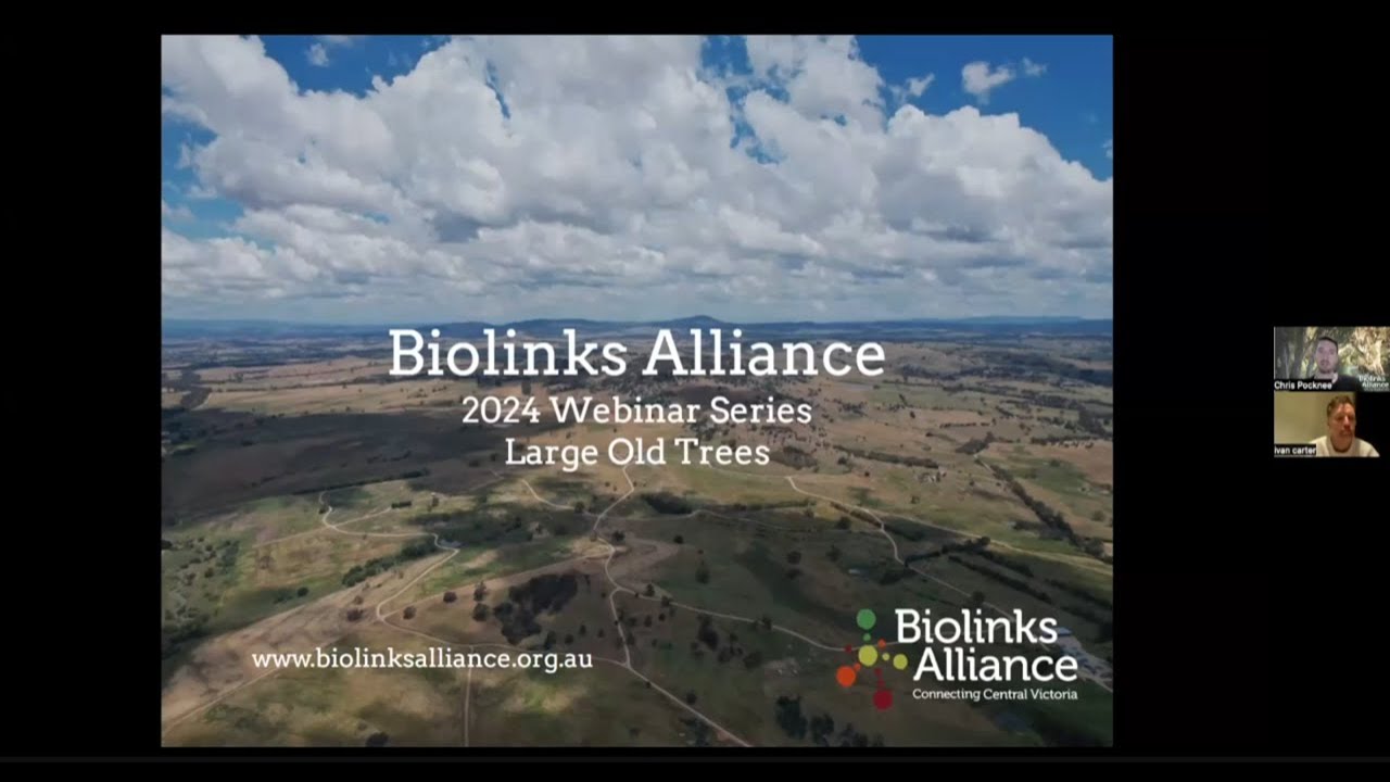 2024 Biolinks Alliance Large Old Trees Webinar - YouTube