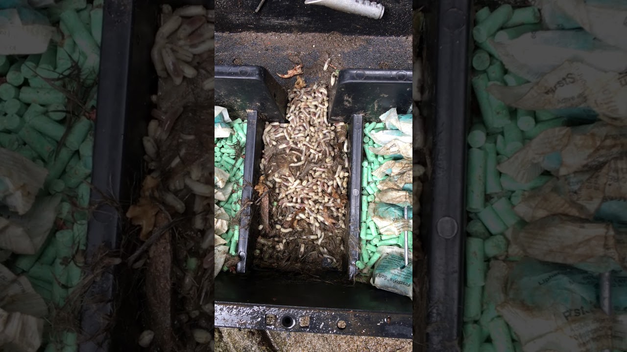 Rat Decomposition - YouTube